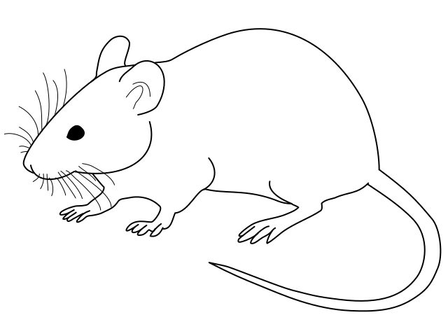A Mouse can Sense the World Using Regenerated Neurons from Another ...
