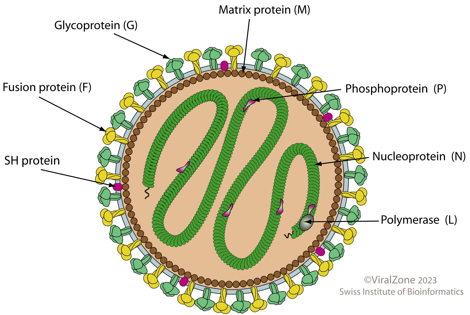 Pandemic Potential of Human Metapneumovirus (hMPV) Outbreaks ...